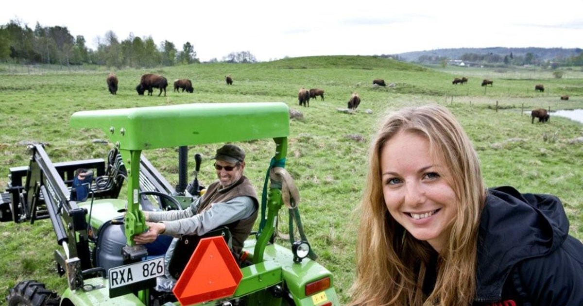 Hon hjälper bisonoxar att trivas - Driva Eget